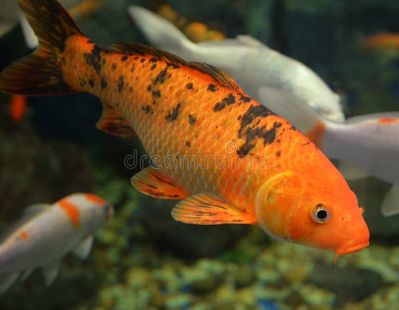 Orange Koi karp arkivfoto. Bild av natur, japan, vatten - 65275062