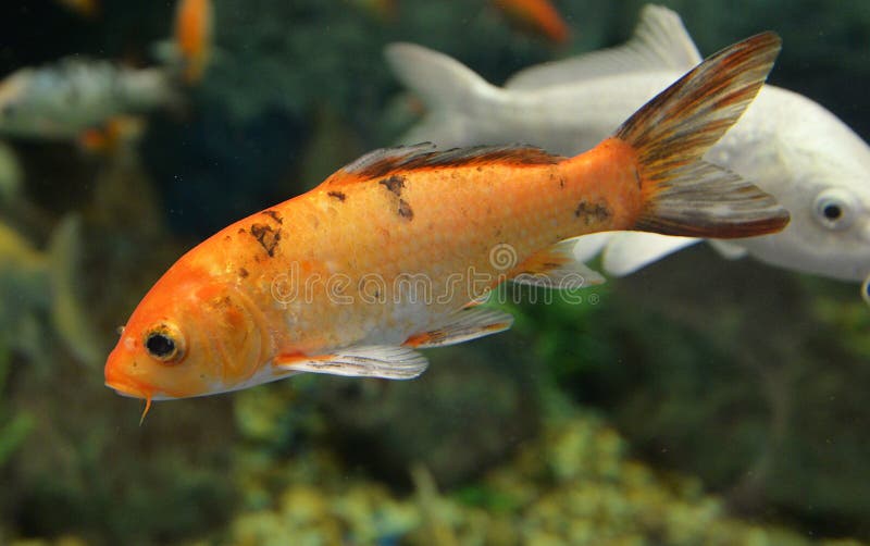 Orange Koi karp fotografering för bildbyråer. Bild av japan - 65275021