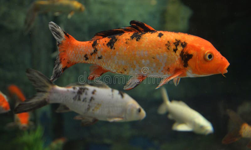 Orange Koi karp arkivfoto. Bild av tropiskt, sommar, vitt - 65002370