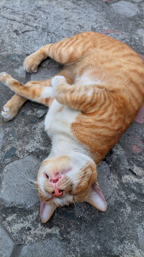 An Orange Kucing Kampung is Sleeping on the Road. Stock Image - Image ...