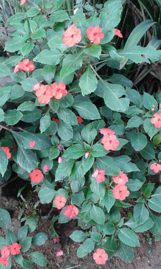 Kudalu Stock Photos - Free & Royalty-Free Stock Photos from Dreamstime