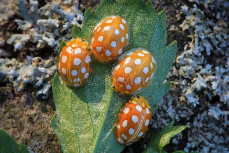Orange ladybird bugs stock image. Image of color, floral - 94443607