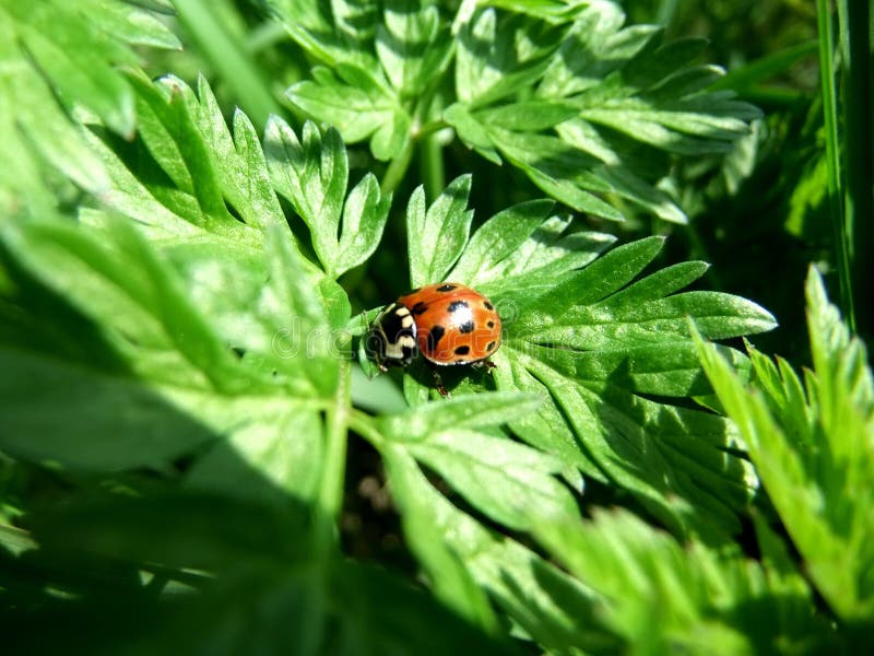 An Orange Bug on the Green Grass. Stock Photo - Image of beauty, clean ...