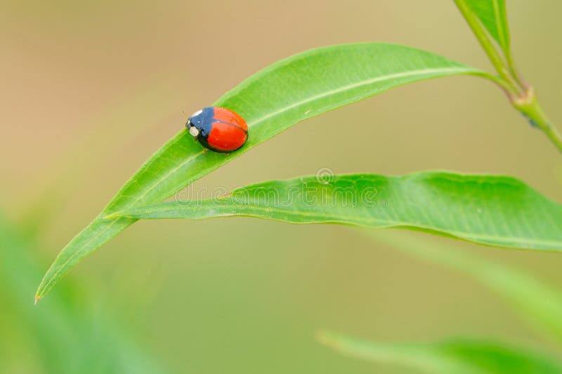 Orange ladybug stock photo. Image of beetle, wild, orange - 280084860