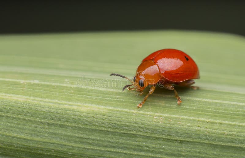 An orange ladybug on leaf stock image. Image of beetle - 46773985