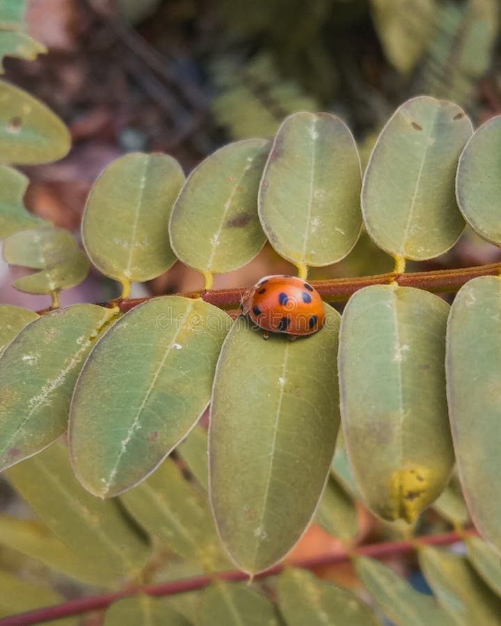 An Orange Ladybug Perched on a Leaf Photographed at Close Range Stock Image - Image of orange ...