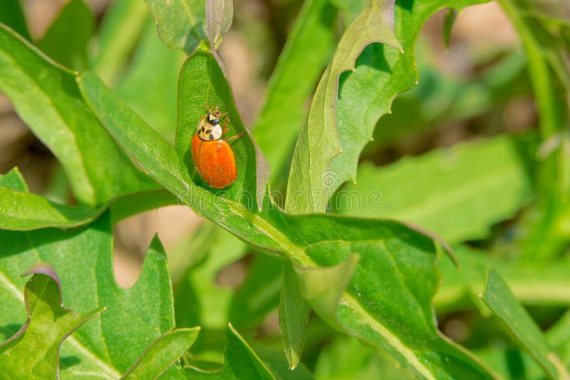 Orange ladybug stock image. Image of wild, life, coleoptera - 242534021