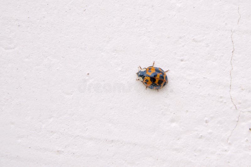 Ladybug stock photo. Image of ladybug, insects, ladybird - 280595690