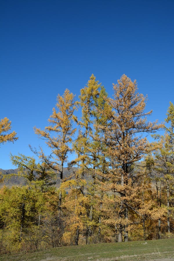 Orange Larch Trees on the Mountain Slopes in Altai in Autumn Stock ...