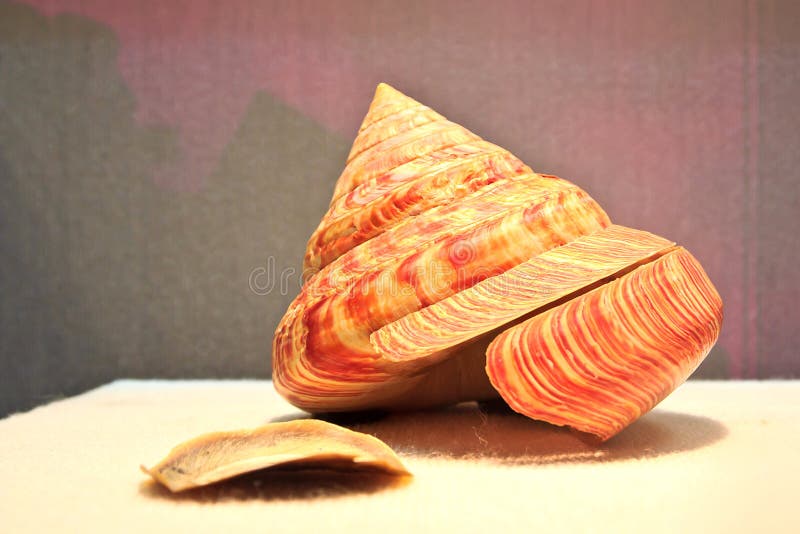 Orange large shell stock image. Image of arranged, design - 24628435