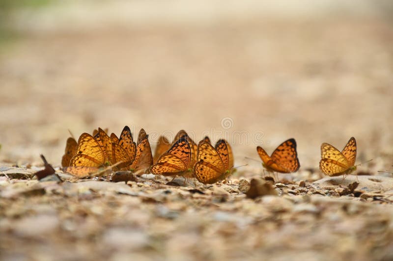 Orange Large Yeoman Butterfly on Floor Stock Image - Image of close ...
