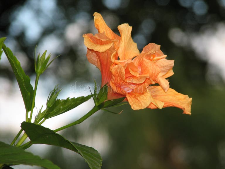 Orange Layered Hibiscus stock image. Image of malvaceae - 8288457