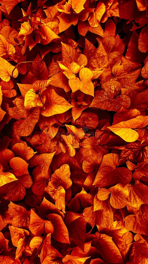 Orange leaf stock photo. Image of leaf, green, plant - 210084538