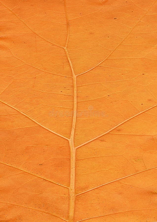 Orange with leaf stock photo. Image of natural, juicy - 19627028