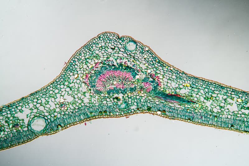 Orange leaf stock image. Image of tissue, house, magnification - 196725503