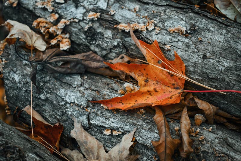 Rusty Leaf stock photo. Image of geology, forest, insect - 351120998