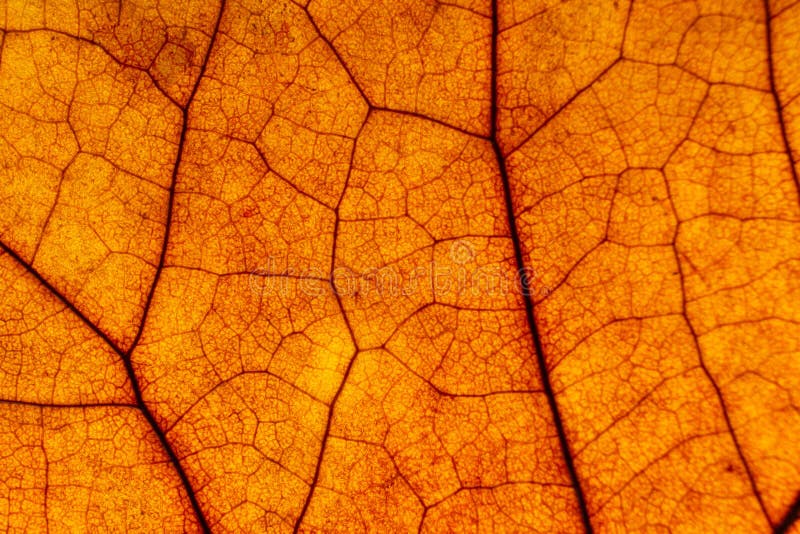 Orange Leaf Macro Texture with Backlight Stock Photo - Image of brown ...