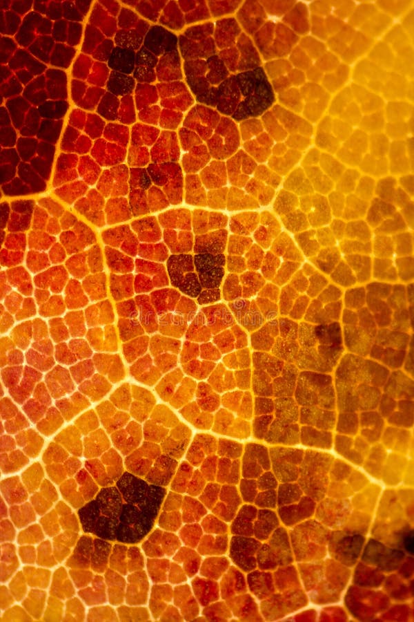 Epidermal Cells Stock Photos - Free & Royalty-Free Stock Photos from ...