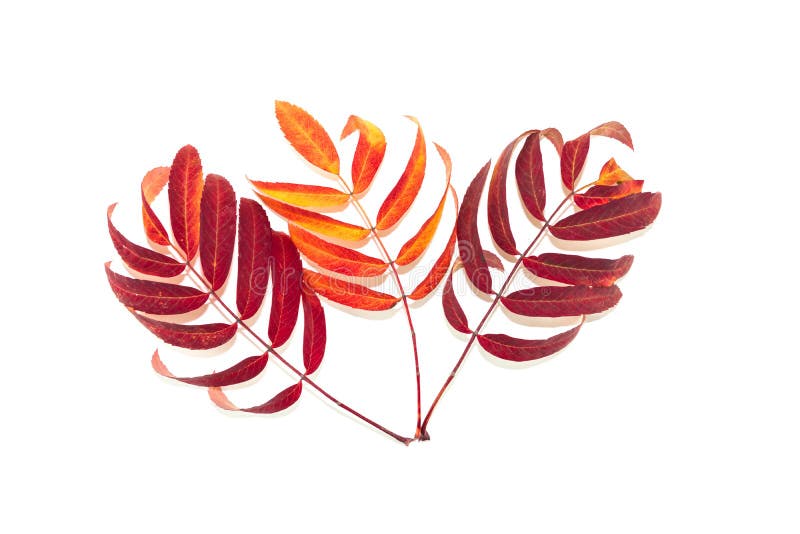 The Orange Leaf of a Mountain Ash Isolated on a White Background ...
