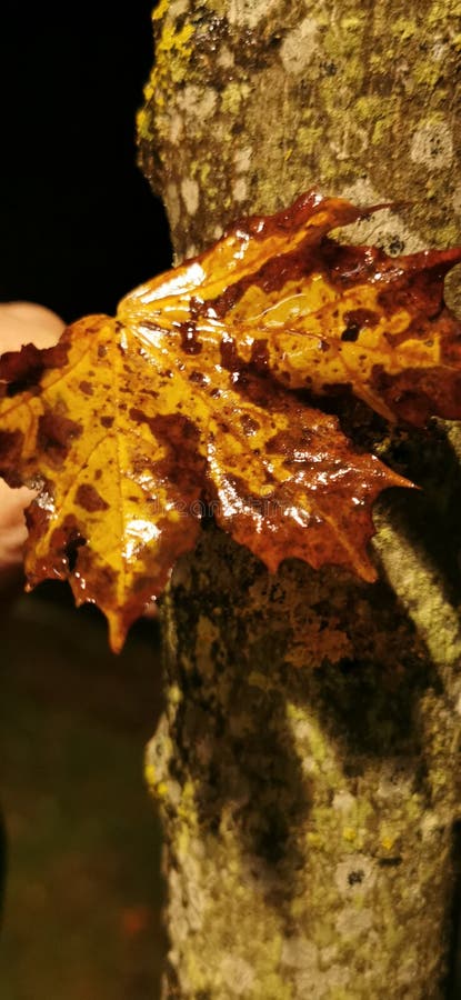 Orange Leaf Reflects Light stock photo. Image of tree - 252036158