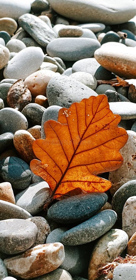 Zen Stones of Autumn Leaves Stock Photo - Image of balanced, nature ...