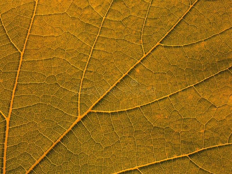 Orange leaf texture stock photo. Image of botanical, lines - 45410006