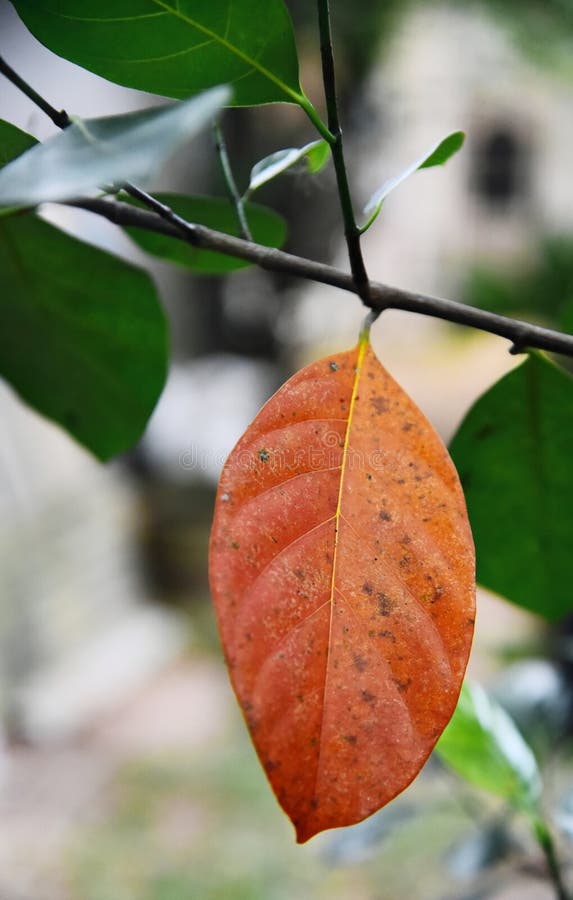Orange Leaf at Tree, Close Up Shot Stock Image - Image of brown, fresh ...