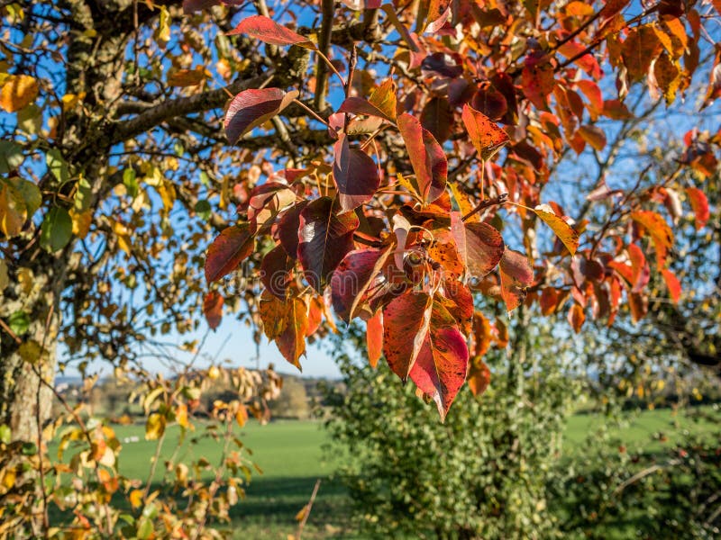 Orange Leaves in Autumn on an Apple Tree in Switzerland - 2 Stock Image ...