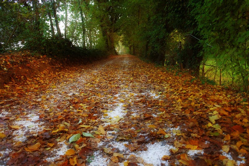 Orange Leaves Autumn Path Backdrop Stock Image - Image of wallpaper ...