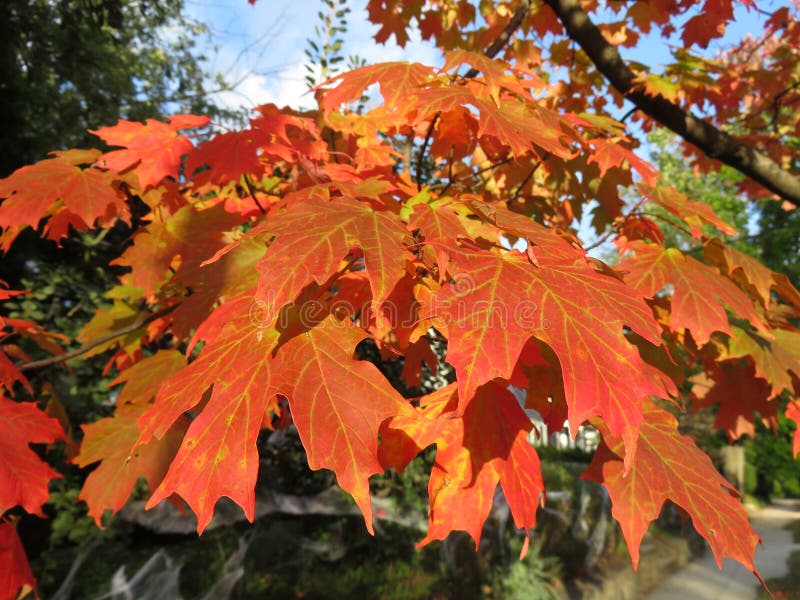 Orange Leaves Fall Foliage in October Stock Image - Image of veins ...