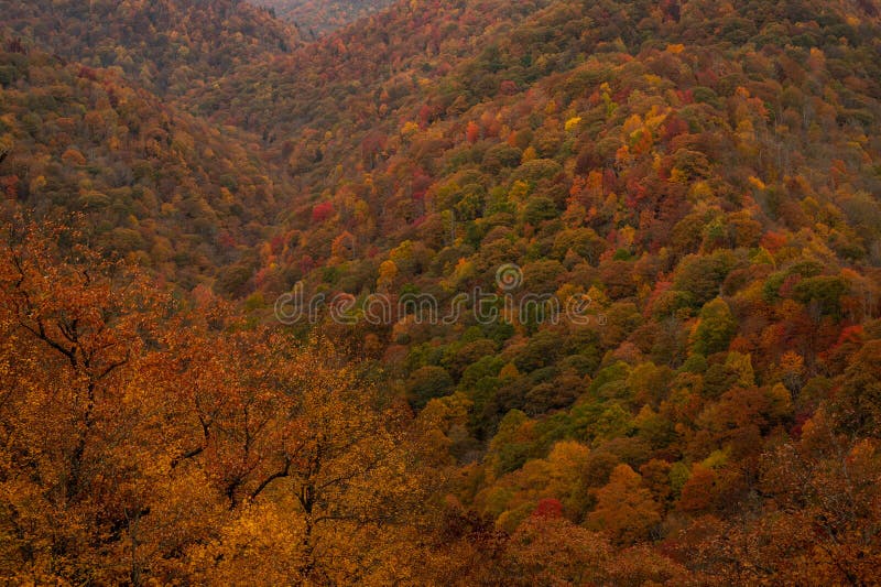 Orange Leaves Pop on Tree Throughout the Valley Stock Photo - Image of ...