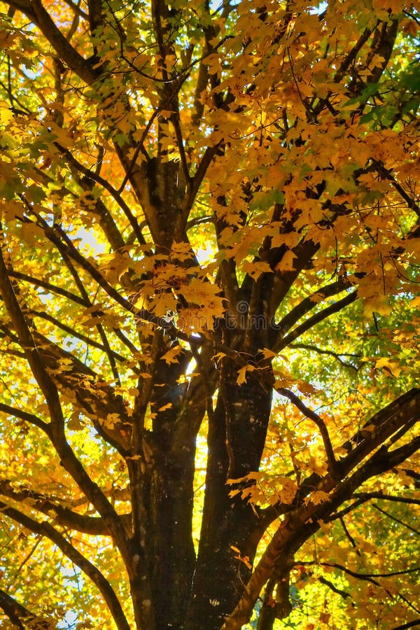 Orange Leaves in Trees stock photo. Image of abstract - 103140400