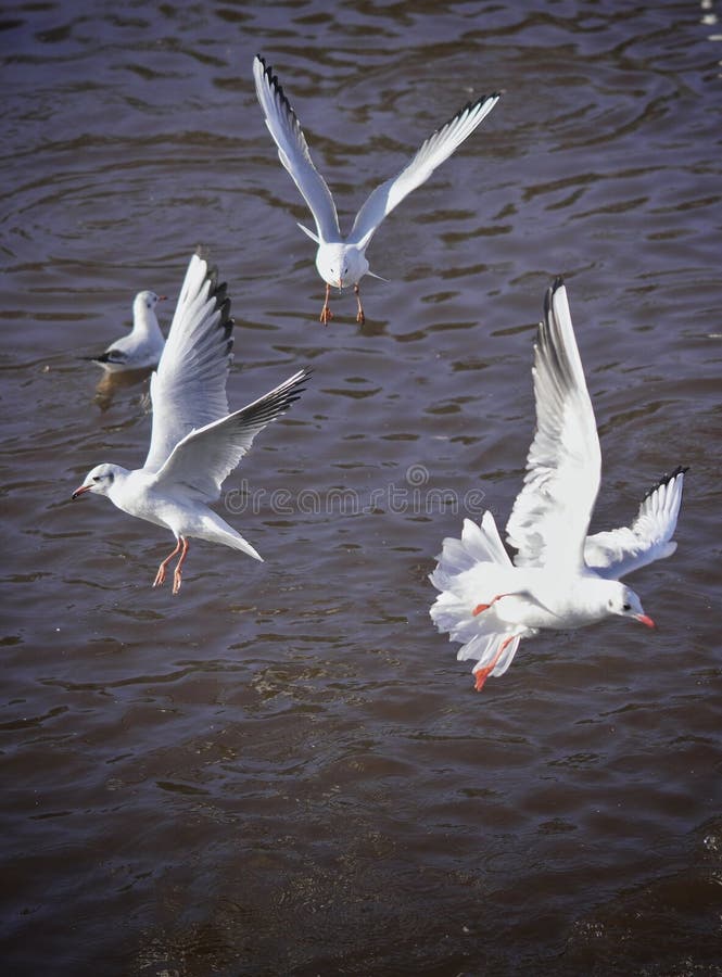 Orange Leg Gulls in Flight. Stock Image - Image of waterbird, orange ...