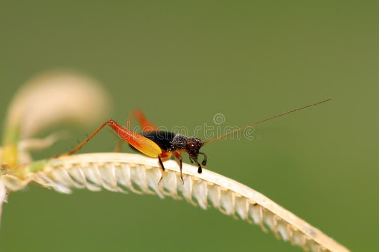 Orange legged cricket stock image. Image of cricket, outdoor - 16638035