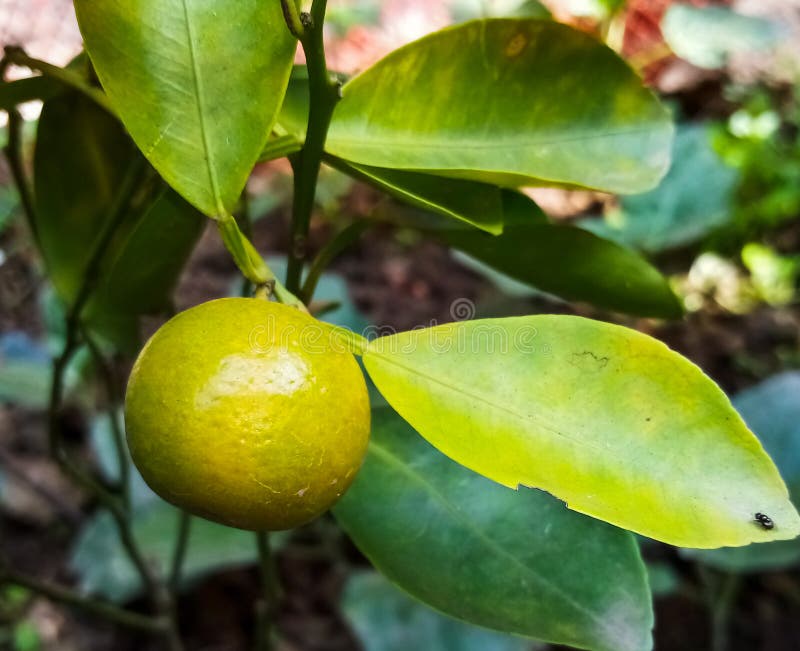 The Orange Lemon Ripens Little by Little. Stock Image - Image of ...