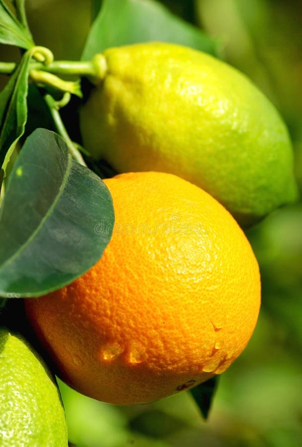Orange and Lemons. stock photo. Image of healthy, peel - 12161196
