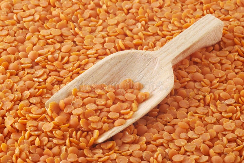 Lentil Seeds stock image. Image of dried, beans, vegetable - 1586811