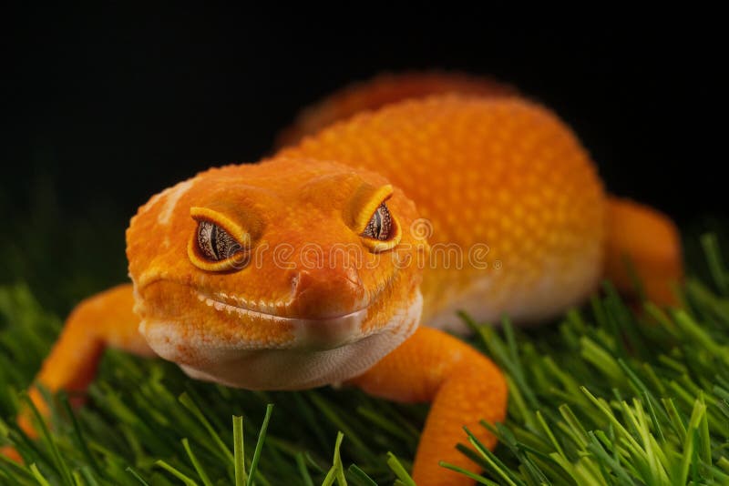 975 Leopard Gecko Black Stock Photos - Free & Royalty-Free Stock Photos ...