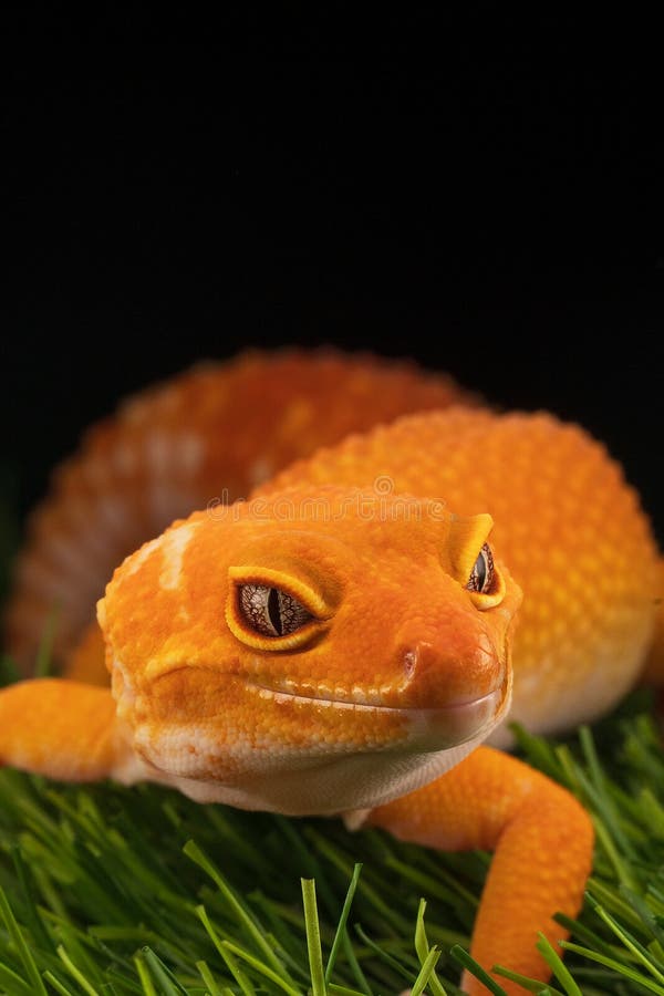 975 Leopard Gecko Black Stock Photos - Free & Royalty-Free Stock Photos ...