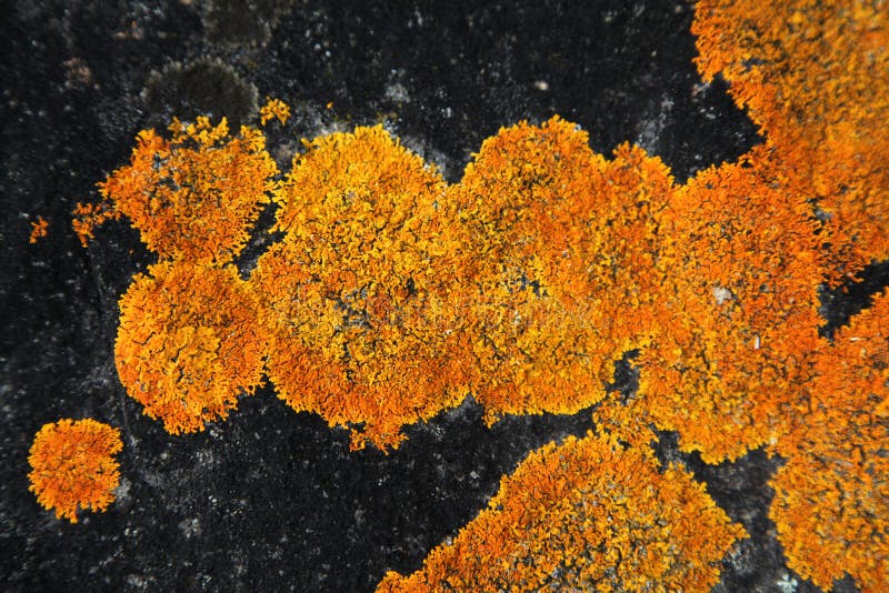 Orange Lichen Texture Pattern Stock Photo - Image of orange, common ...