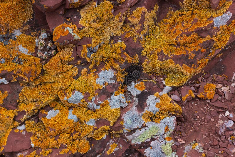 Orange Lichen on Brown Stone Stock Photo - Image of pattern, covered ...