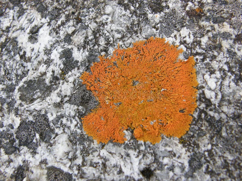 Orange Lichen on a Granite Rock Stock Image - Image of color, polar ...