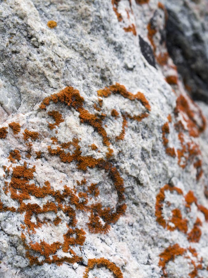 Orange Lichen on Granite Rock. Stock Image - Image of lichen, rock ...