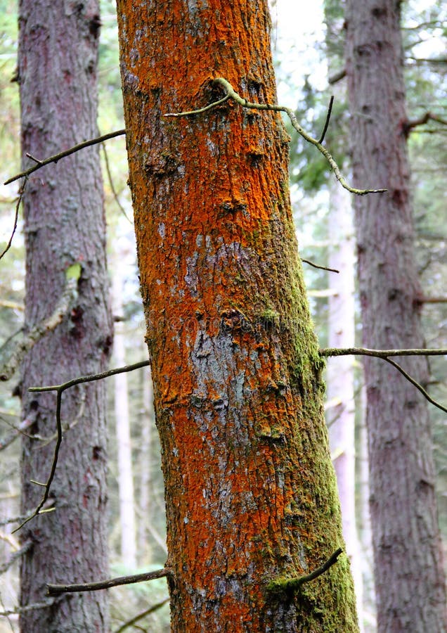 Orange Lichen stock photo. Image of lichen, leaves, scottish - 55639916