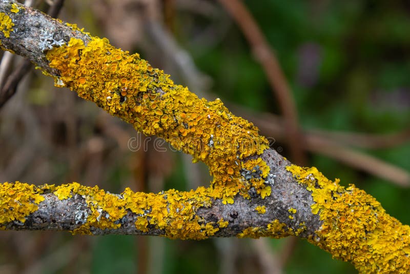 Orange Lichen, Xanthoria Parietina, Growing on Tree Bark Stock Photo ...