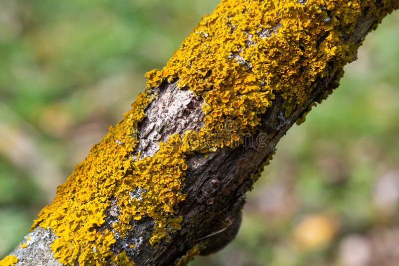 Orange Lichen, Xanthoria Parietina, Growing on Tree Bark Stock Photo ...