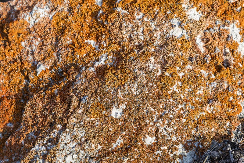 Orange Lichens on the Gray Stone. Stock Image - Image of ecology ... Orange Lichens on the Gray Stone. Stock Image - Image of ecology ...