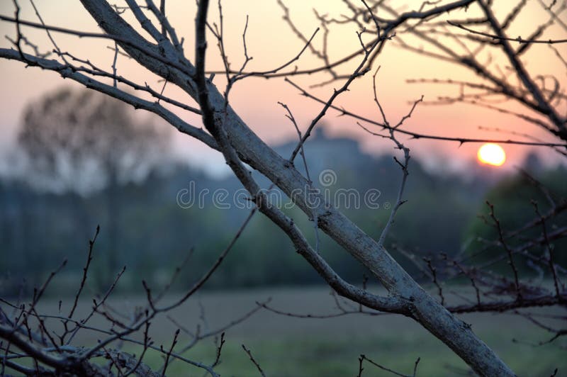 Sunset tree backlight stock photo. Image of sunset, branch - 139086588