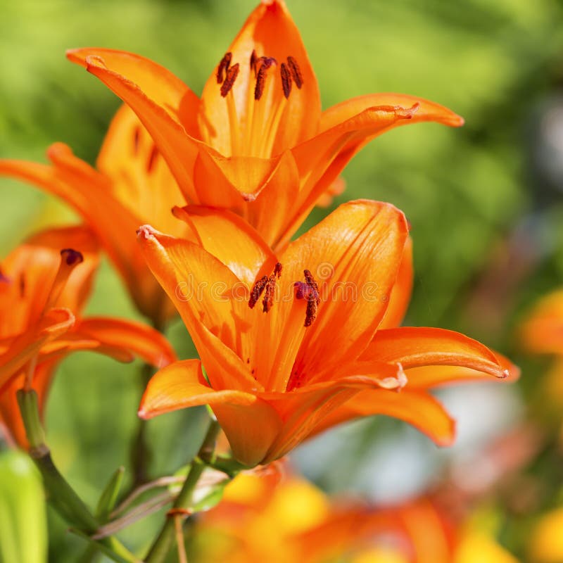 Orange Lilies stock image. Image of color, plant, light - 39108633