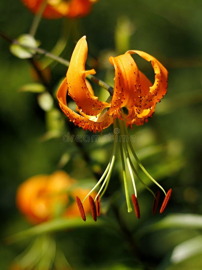 Orange lilies stock image. Image of elegant, garden, lilium - 49698635
